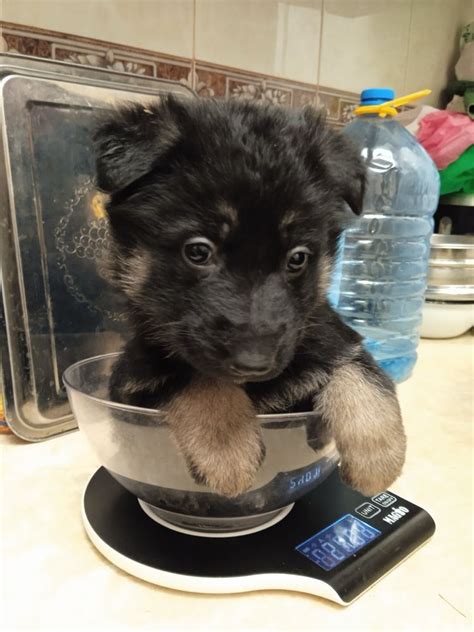 Німецька вівчарка 5 000 грн Собаки Николаев на Olx