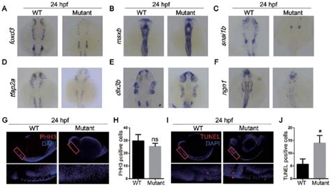 Microrna 1 Knockout Affects Neural Crest Cell Apoptosis During The