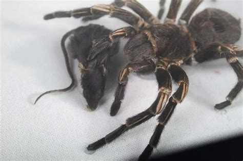 Brazilian Orange Banded Tarantula Etsy