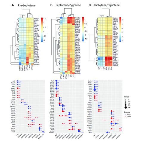 Unsupervised Hierarchical Clustering Analysis Of Male Germ Cells