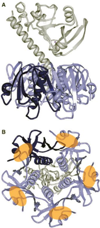 figure 1 from functions of cholera toxin b subunit as a raft cross
