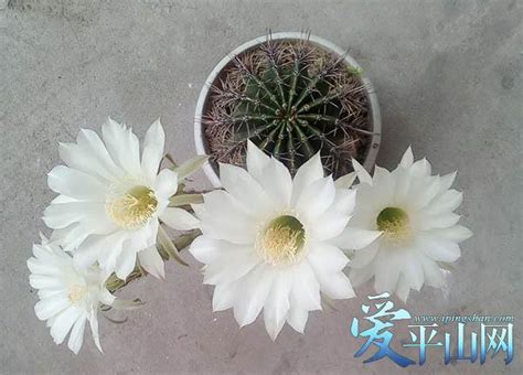 真稀罕，仙人球開花了一開就是4朵 每日頭條