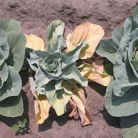 Common Cabbage Diseases And How To Control Them Toagriculture