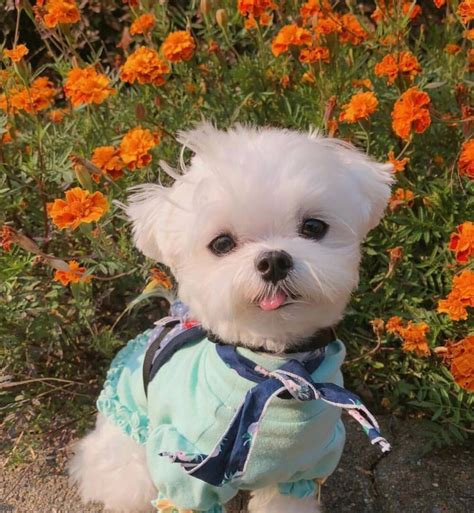 萌宠 猫狗 宠物 高清图片，堆糖，美图壁纸兴趣社区