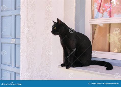 Adulto Hermoso Gato Negro Macho Sentado En El Umbral De La Ventana