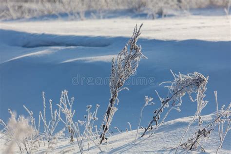 A Snow Covered Field With A Few Plants And A Small Patch Of Grass Stock Image Image Of Serene