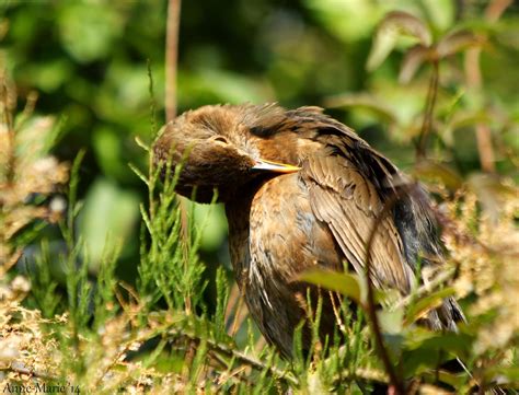 Tuynvrouwe Jonge Merel In De Tuin