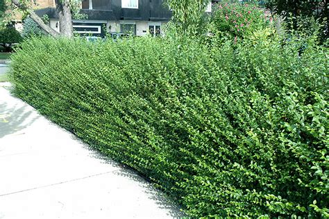 Amur Privet Ligustrum Amurense In Boston Hopkinton Chelmsford Hingham
