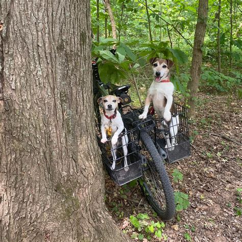Terriermans Daily Dose Finding Needles In Haystacks