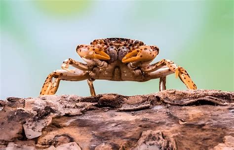 Hermit Crab Beginners Guide To Setting Up A Habitat