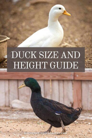 Duck Size And Height Guide Just How Tall Are They