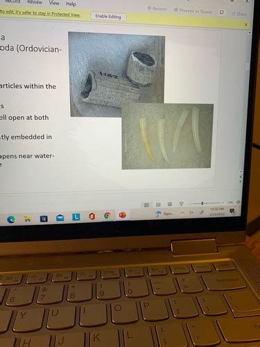 Paleo Lab Quiz Mollusca Flashcards Quizlet
