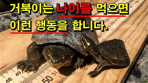 [ 거북이씨 ] 거북이는 나이가 먹으면 이런 행동을 하려고 합니다 거북이가 나이가 먹었다는 증거 Youtube