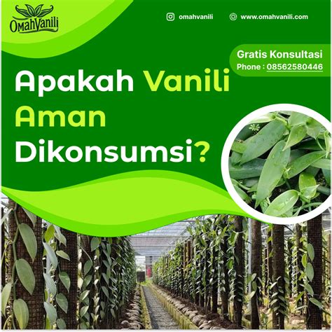 Apakah Vanili Aman Untuk Dikonsumsi Omah Vanili