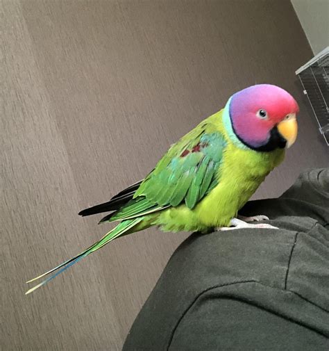 Lost His Large Tail Feathers Today Still Handsome 😌 Rparrots