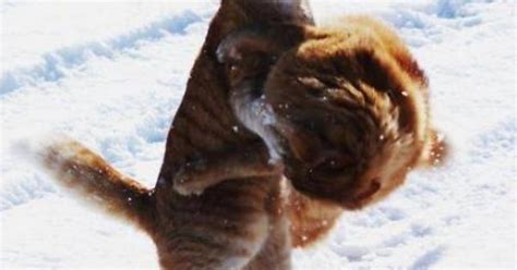 Do A Barrel Roll Imgur