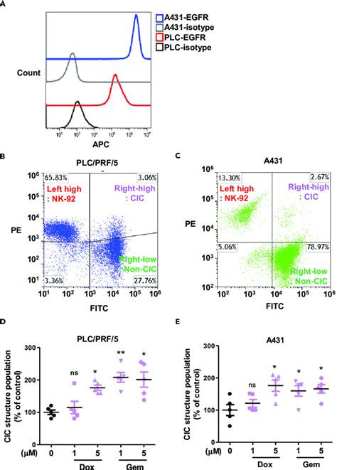 Analysis Of Heterotypic Cic Structures Between Egfr Overexpressing