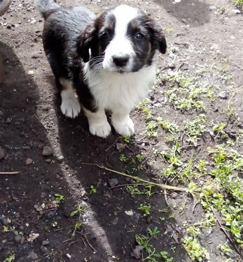 Щенки сторожевых и охотничьих пород бесплатно купить в Тюмени цена 100 руб дата размещения