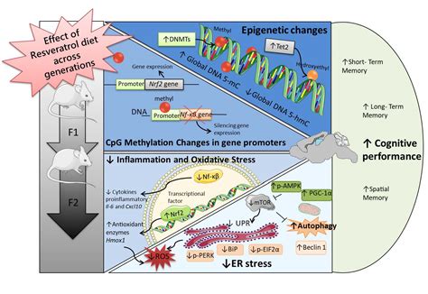 Resveratrol Supplementation Prevents Cognitive Decline In Senescent Mice Offspring Medicinal