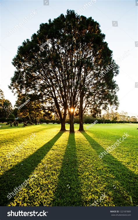 Sunrays Casting Shadow On Leaf Images Stock Photos Vectors Shutterstock