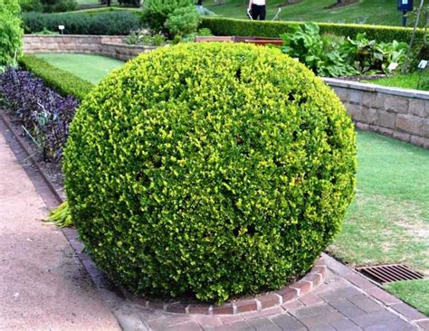 گیاهان تیره خانواده شمشاد سایت گل و گیاه نارگیل