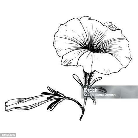 꽃 잉크와 펜으로 직접 그린 벡터 이미지입니다 로치입니다 백합에 대한 스톡 벡터 아트 및 기타 이미지 백합 삽화가 검은색 Istock