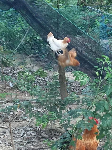 正宗農家土雞 每日頭條