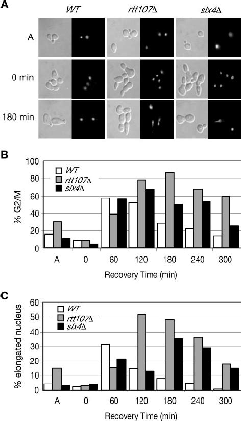 Rtt107 And Slx4 Are Important For The Recovery From Mms Induced Dna