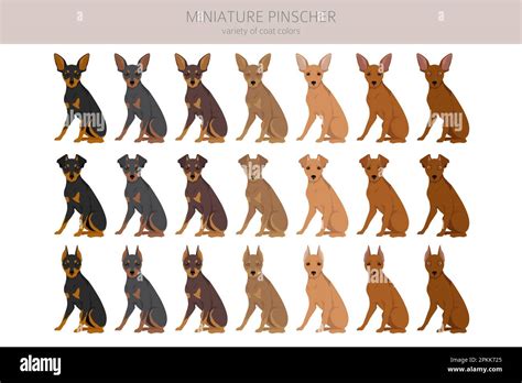 Miniature Pinscher Clipart Different Poses Coat Colors Set Vector