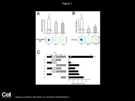 The Protooncogene Tcl1 Is An Akt Kinase Coactivator Ppt Download