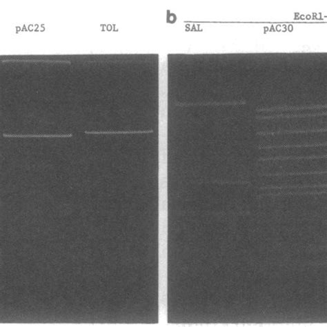A Electrophoretic Mobility Of Sal Pac30 Pac25 And Tol Plasmid Dnas