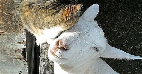 Adorable Animal Friendship Imgur