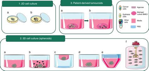 头颈癌患者来源的类瘤培养物：机遇与挑战british Journal Of Cancer X Mol