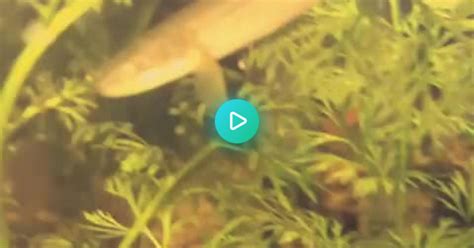 Miss My Senegal Bichir Album On Imgur