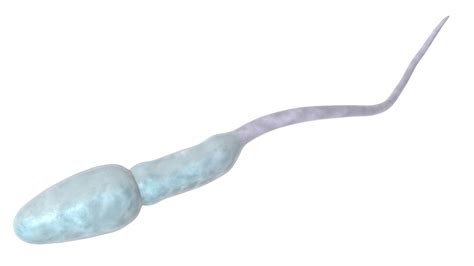 Sperm Cell Rigged And Animated3d模型 Turbosquid 2049976