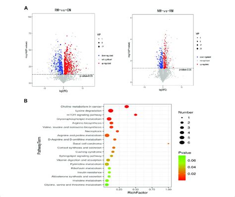 A Volcano Plot Of Differential Metabolites In Riaki X Axis And Y Download Scientific Diagram