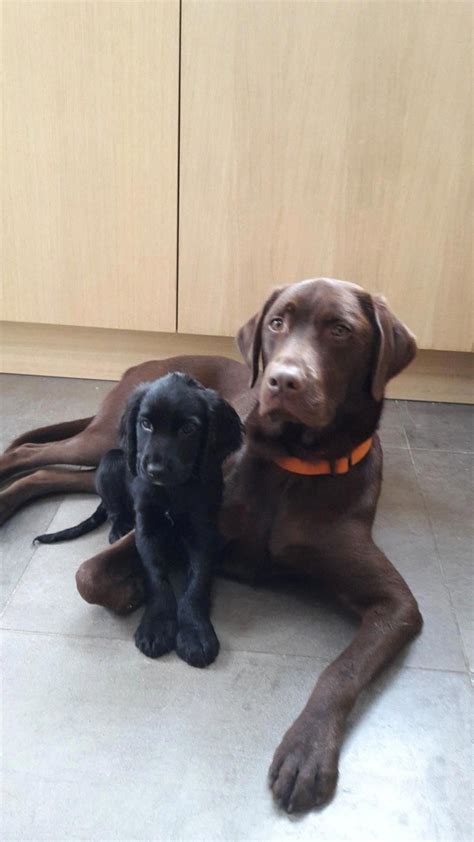 Black Labrador Growth Progression Artofit