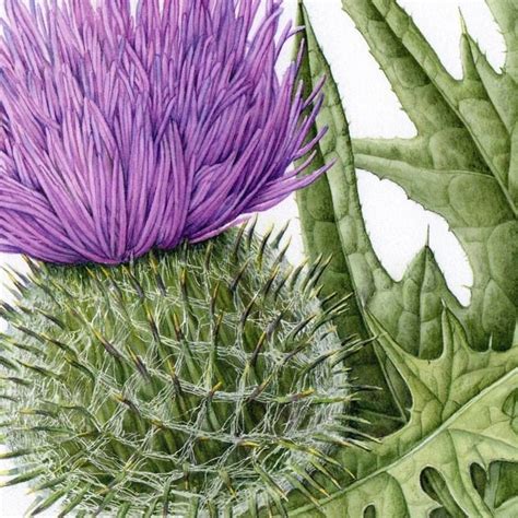 Aquarela De Julia Trickey Botanical Watercolor Botanical Flowers