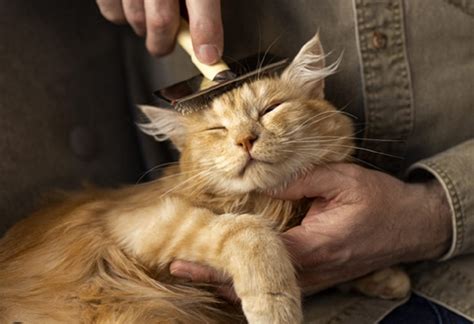 Ternyata Ini Alasan Kenapa Kucing Selalu Manja Kepada Pemiliknya