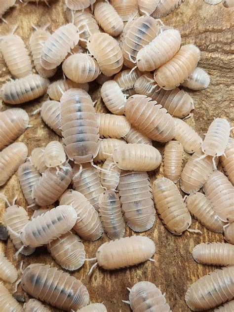 Cubaris Murina Sp Papaya Isopod