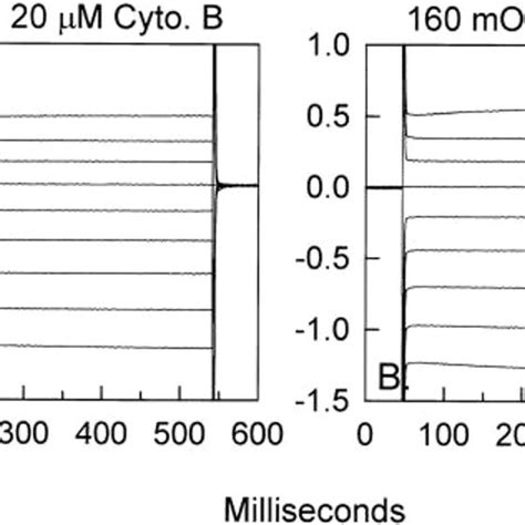 Effect Of Hypo Osmolarity On Enac Whole Cell Currents In Oocytes