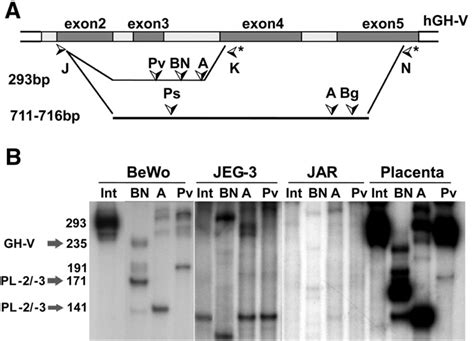 Gh V And Pls Endogenous Gene Expression In Different Placental