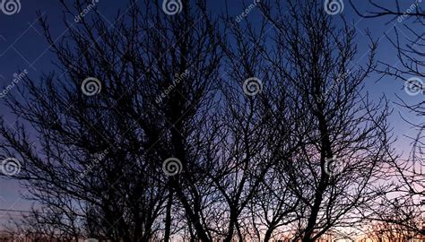The Trees Are Bare And The Sky Is Dark Stock Image Image Of Sunrise