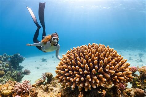 Scuba Slizer Fotos Baixe Imagens Gratuitas Na Unsplash