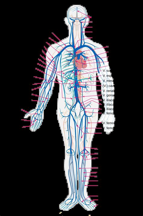 Anatomía De Las Venas Un Viaje A Través Del Sistema Circulatorio