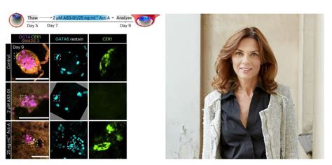 Stem Cell Podcast On Linkedin Distinct Pathways Drive Anterior Hypoblast Specification In The