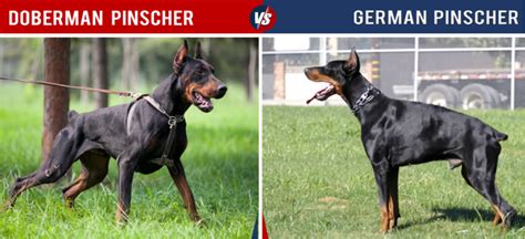 German Pinscher Vs Doberman