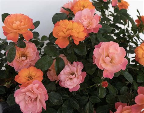 Sugar Candy Rose Star Roses And Plants