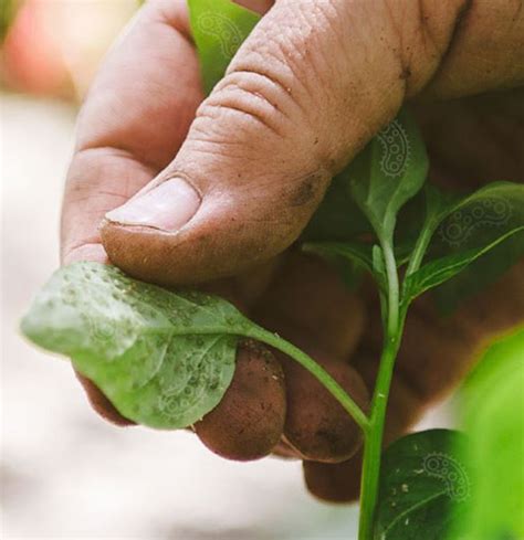 Plant Pathogen Detection Analytical Equipment Promega