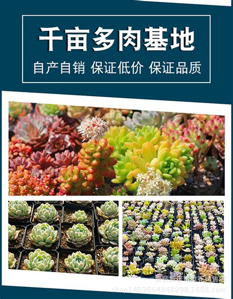 多肉植物老桩 花卉小盆栽绿植大颗整箱 老庄批发 摆地摊组合 阿里巴巴